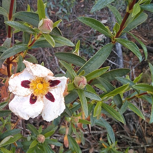 Cistus aka Labdanum aka Rock Rose Essential Oil | Anarres Natural ...