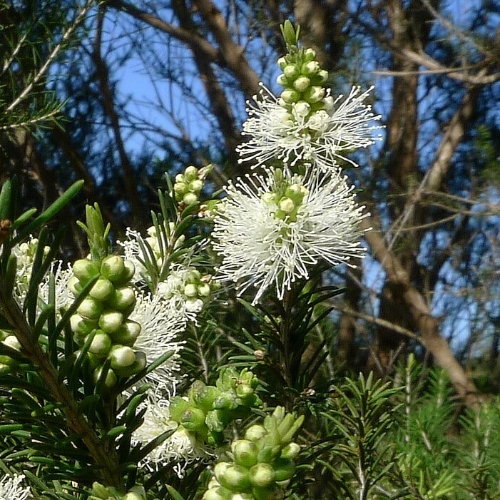 Rosalina aka Lavender Tea Tree Social Enterprise Essential Oil ...