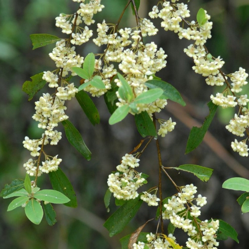 Citral aka May Chang aka Litsea cubeba Essential Oil, Social Enterprise ...