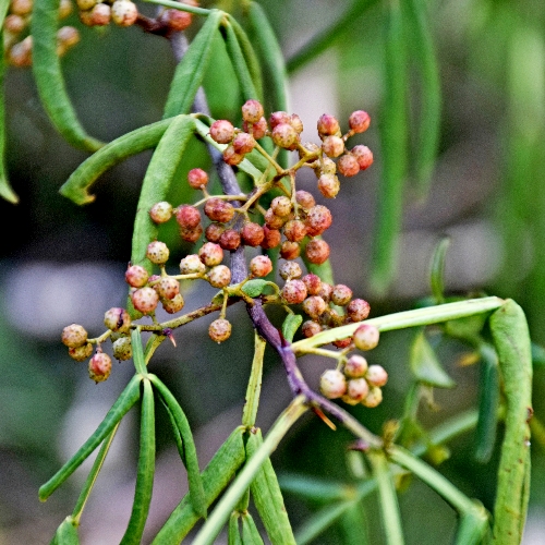 Xanthoxylum syn. Zanthoxylum essential oil | Anarres Natural Health ...